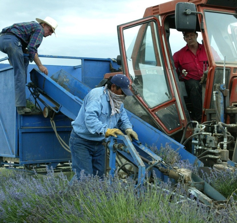 The Beauty of True Lavender | D. Gary Young