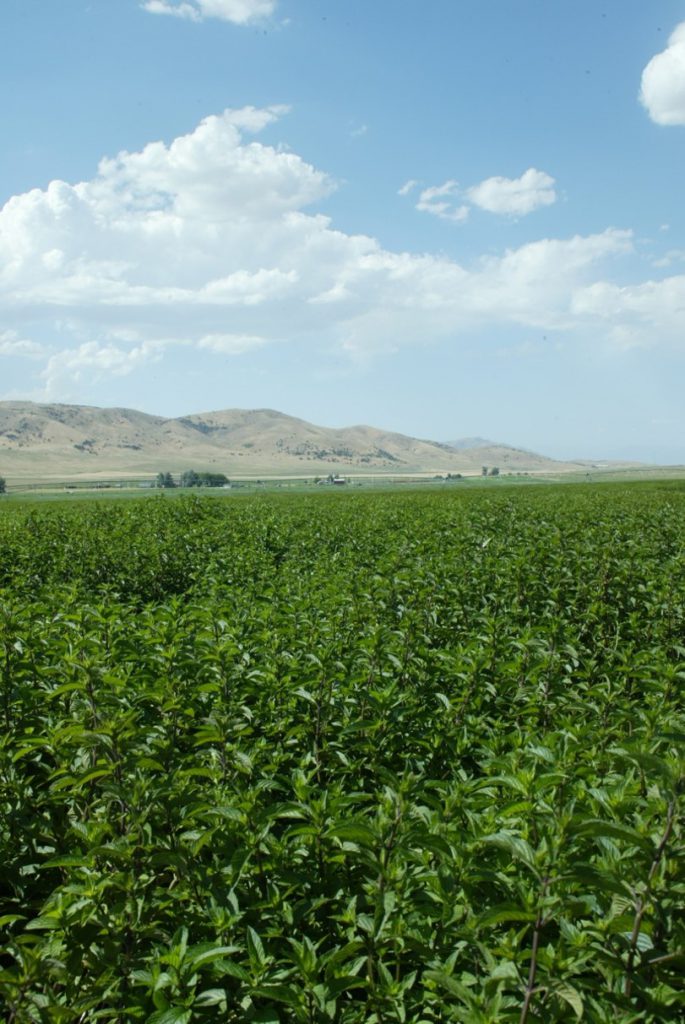 Everyday Oils: Lemon and Peppermint | D. Gary Young