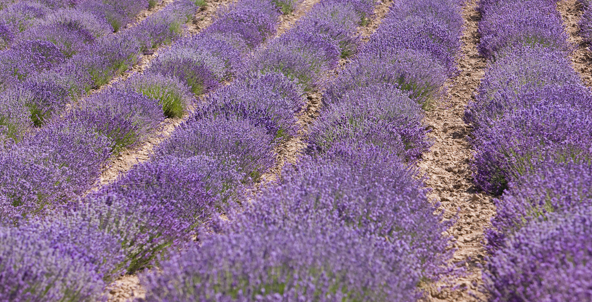 GY-homeslider-lavender | D. Gary Young