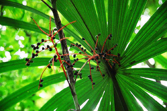 Basic Laws of Mayan Medicine (Continued) | D. Gary Young