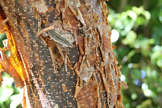 The Gumbo Limbo Tree and Its Cousin | D. Gary Young